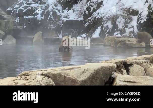 The famous snow monkeys bath in a natural onsen hot springs of Nagano ...