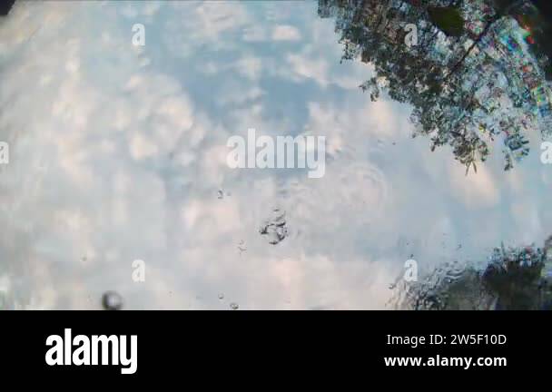 Thee trees from underwater view Stock Video Footage - Alamy