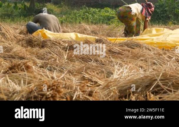 Collecting rice straw Stock Videos & Footage - HD and 4K Video Clips ...