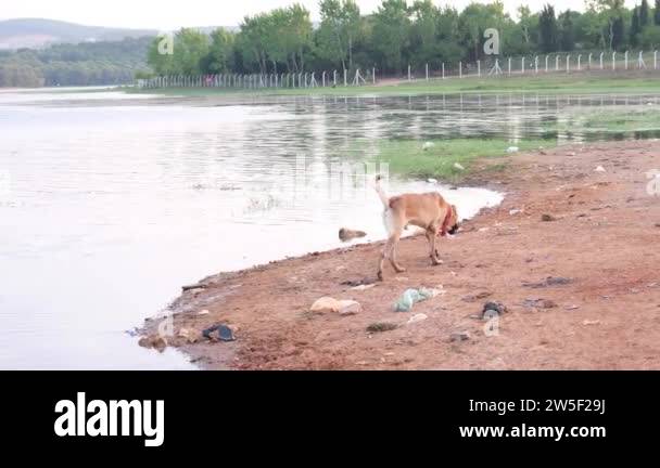 Dog coming out water Stock Videos & Footage - HD and 4K Video Clips - Alamy