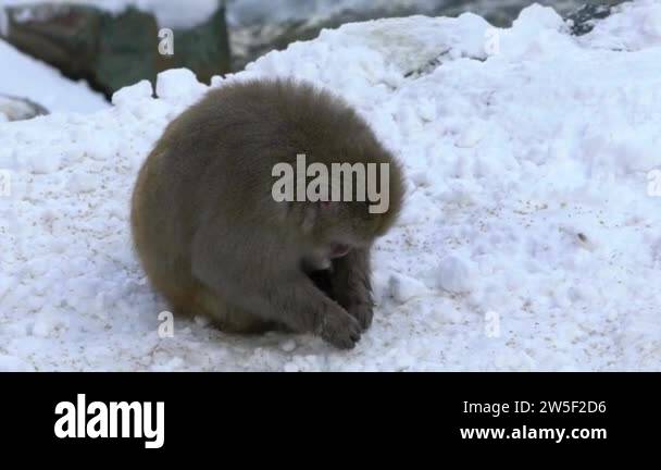 Japanese snow monkey macaque eat in Jigokudani Park at winter season ...