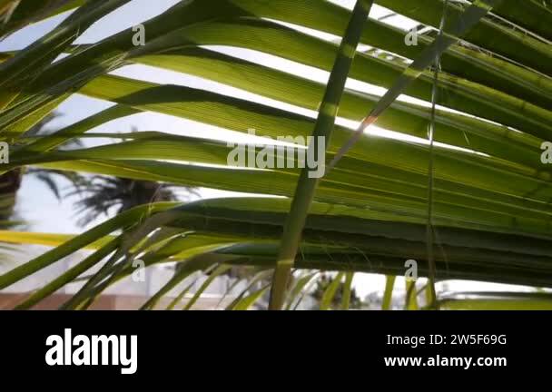 Palm tree leaves shown against sun and blue clear sky. Sun rays pass ...