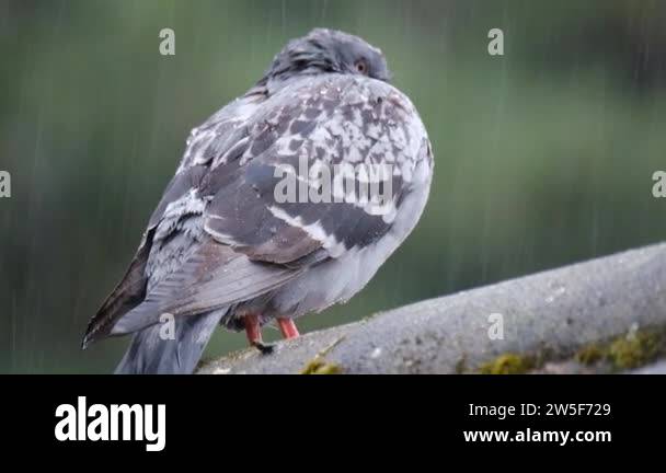 Feral pigeons (Columba livia domestica), also called city doves, city ...