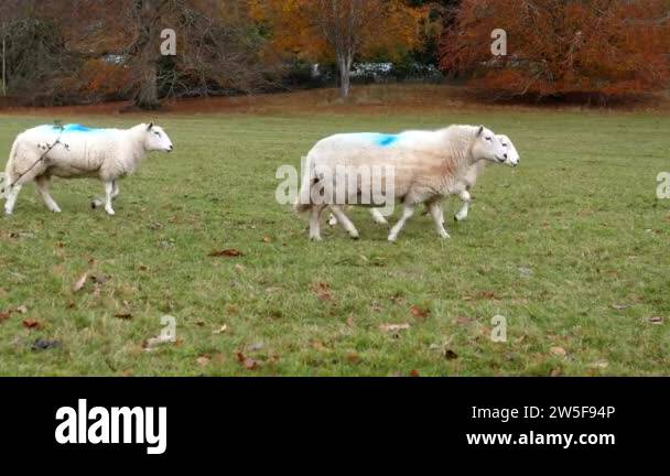 Camera panning on small flock of sheep walking past in autumn park ...