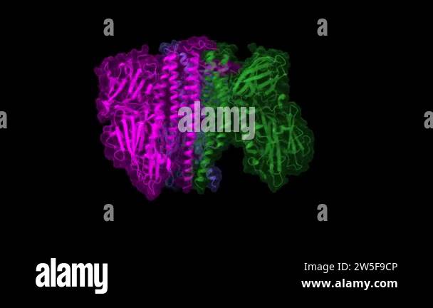 Crystal structure of Bacillus thuringiensis Cry5B nematocidal toxin ...