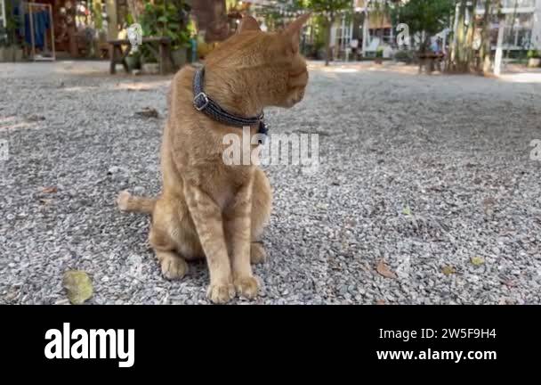 Siamese cat chilling out in Stock Videos & Footage - HD and 4K Video ...