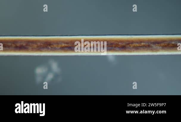 Hair light microscope Stock Videos & Footage - HD and 4K Video Clips ...