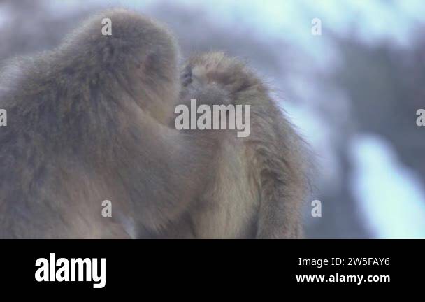 Slow motion group of Japanese macaques sitting checking for fleas and ...