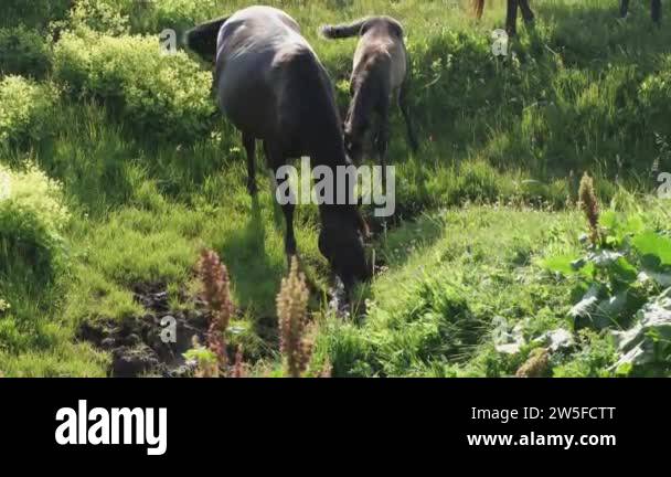 A mare and foal drinking water from a stream in a high mountain pasture ...