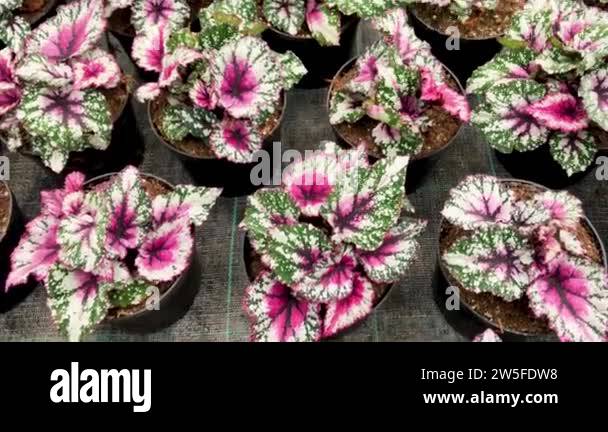 Begonia rex pot Stock Videos & Footage - HD and 4K Video Clips - Alamy