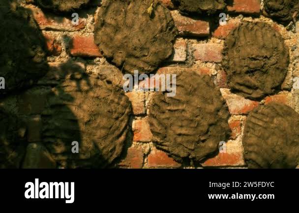 Cow dung wall Stock Videos & Footage - HD and 4K Video Clips - Alamy