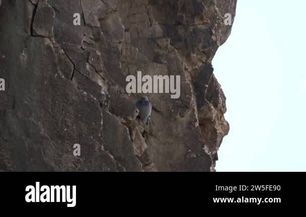 Free Real Wild Rock Pigeons Roosting on the High Rocky Wall.Rock dove ...