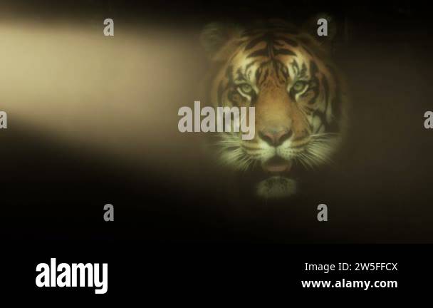 Dramatic lighting tiger Stock Videos & Footage - HD and 4K Video Clips ...