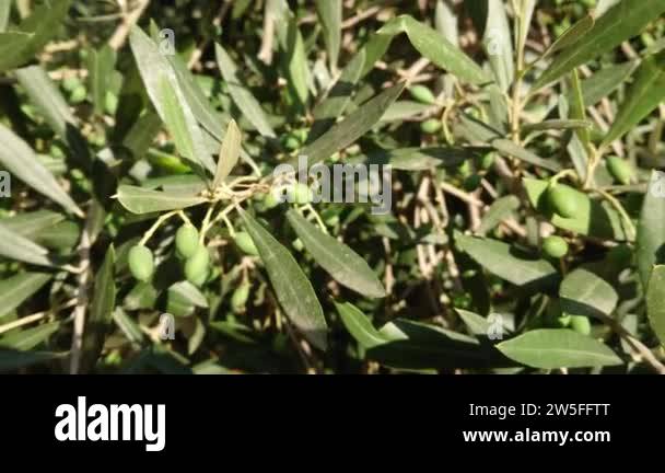 Olive tree fruit harvest Stock Videos & Footage - HD and 4K Video Clips ...