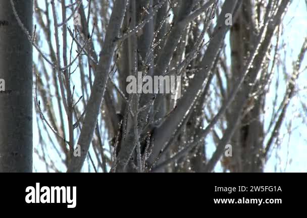 Rime Ice Crystals and Hoar Frosts on Leafless Tree Branches in Sunlight ...