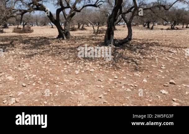 Argan tree forest after a rainless dry summer, stony arid terrain ...