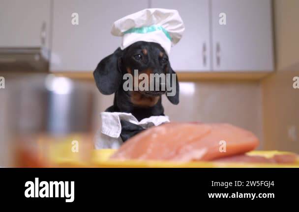 Hungry obedient dachshund dog dressed as chef sits and looks longingly ...