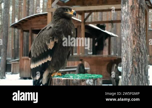 Close-up. The eagle sits on the hand. Looking out for prey in the dark ...