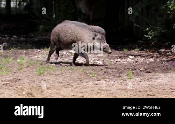 The Visayan warty pig, Sus cebifrons is a critically endangered species ...