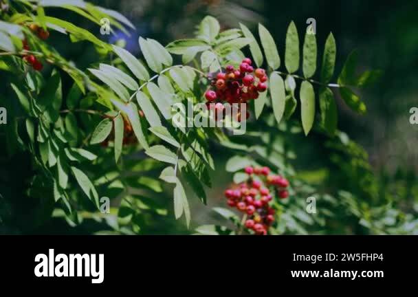 Rowan tree wood texture Stock Videos & Footage - HD and 4K Video Clips ...