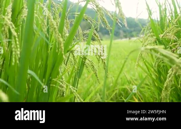 The ear of rice swaying by wind in paddy rice field under the warm ...