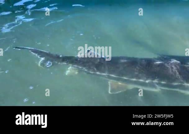 Live active sturgeon on the farm at Kibbutz Dan. Israel. This is the ...