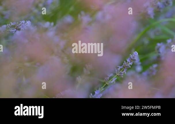 Selective focus beautiful mesmerizing blooming lavender flowers swaying ...