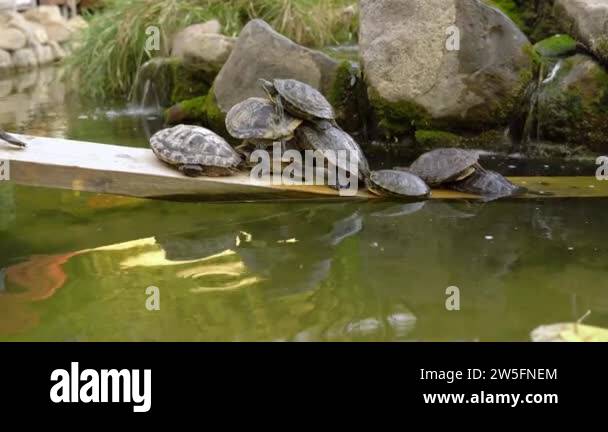 The turtles lie on top of each other, thus building a pyramid of ...