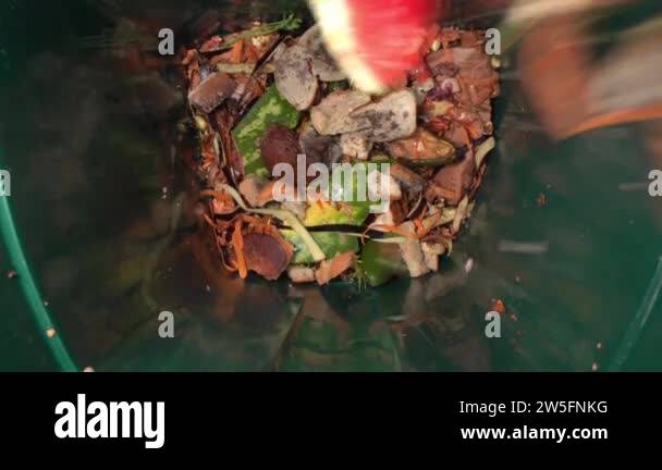 Discarded in the bin stale bread. Food loss from mold. Leftovers are ...