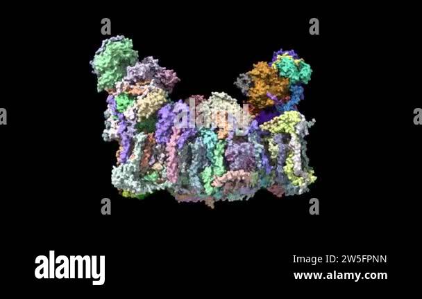 Cryo-EM architecture of human respiratory chain megacomplex-I2III2IV2 ...