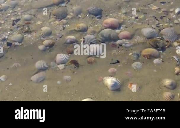 Seashells on shore water waves Stock Videos & Footage - HD and 4K Video ...