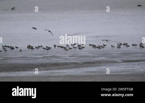 Large flocks of wading birds and ducks on mud flats of the Humber ...