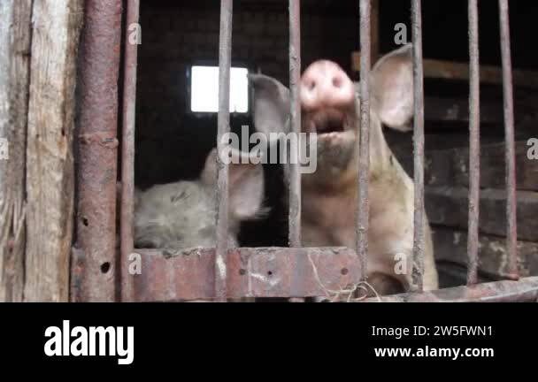 two little pigs in a shed behind bars, one pig chews, close-up Stock ...