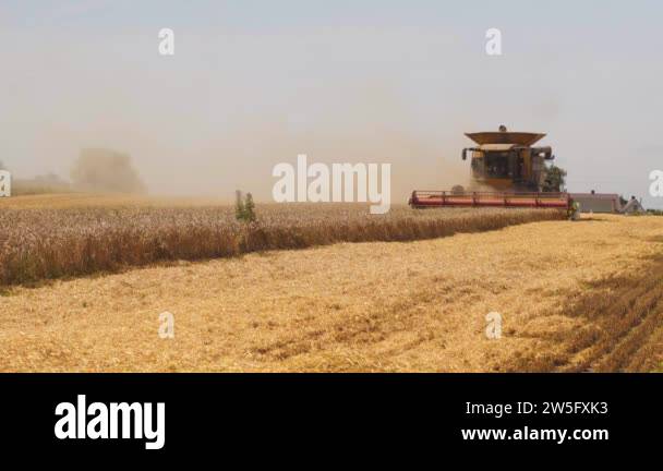 Wheat harvesting on field in summer season. Man in combine harvester ...