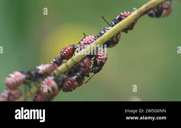Brown marmorated stink bug Colony Instars, Halyomorpha halys, after ...