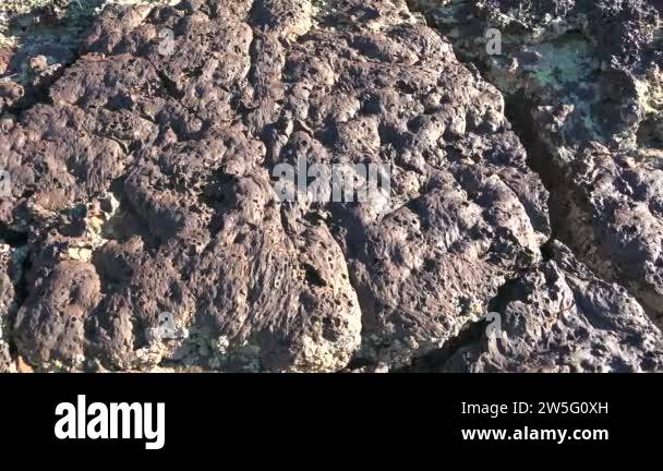 Solidified Lava Igneous Rock.Basalt spongy structure porous crushed and ...