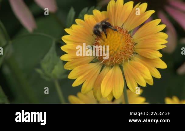 Bird pollination Stock Videos & Footage - HD and 4K Video Clips - Alamy