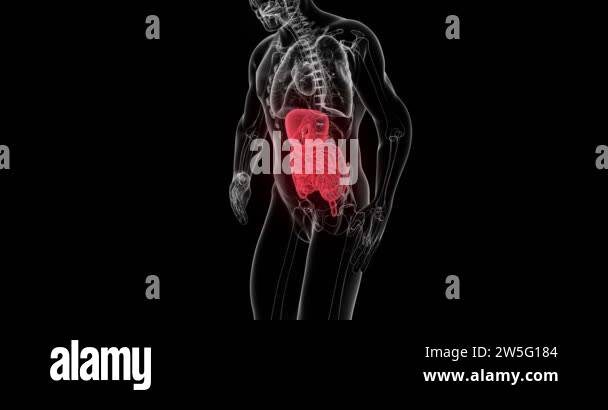 Human digestive system animation. Digestive system highlighted from red ...