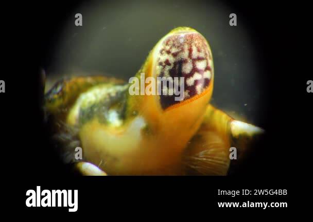 Close-up, compound eye in a Green or Shore crab (Carcinus maenas ...