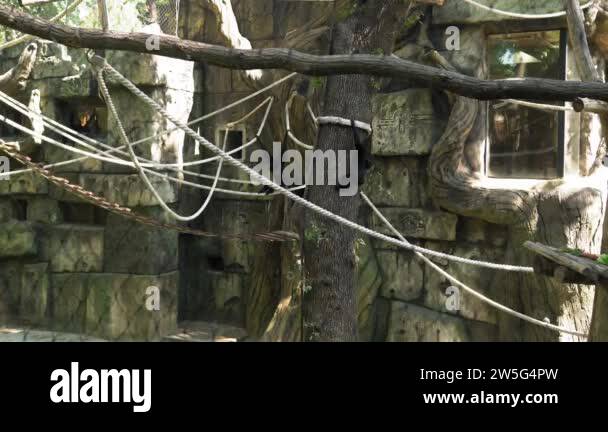 Monkeys Siamang Climb Ropes and Trees in Large Aviary Cage. Children ...
