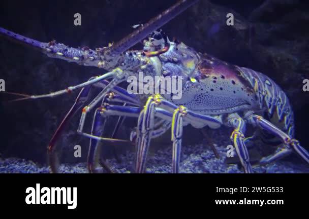 Spiny lobsters, also known as langouste or rock lobsters are a family ...