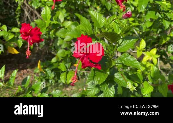 Hibiscus genus flowering plants Stock Videos & Footage - HD and 4K ...