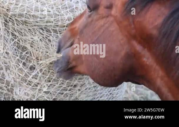 Horse eating hay from a special hay net. Slow feeder hay nets allows ...