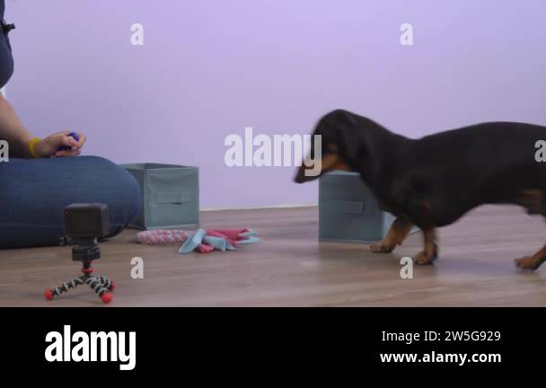 Female handler tries to teach dachshund new command using clicker and ...