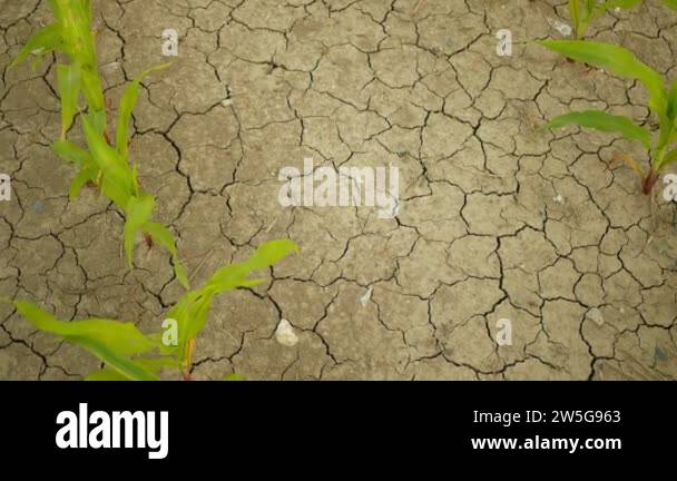 Maize corn drought field land leaves Zea mays, drying up soil, drying ...