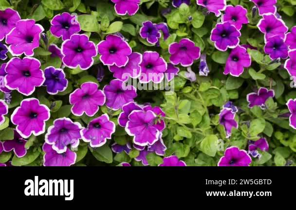 Petunia supertunia Stock Videos & Footage - HD and 4K Video Clips - Alamy