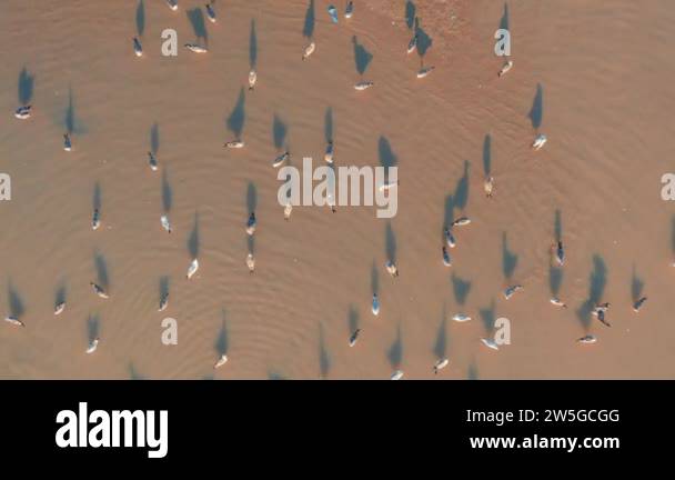 Gulls walk in shallow water Stock Videos & Footage - HD and 4K Video ...