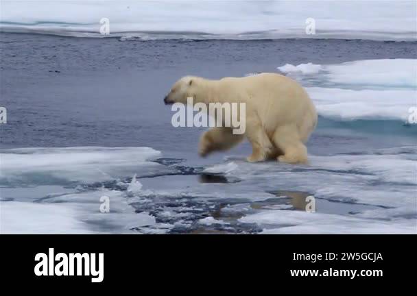 Polar bear expedition Stock Videos & Footage - HD and 4K Video Clips - Alamy
