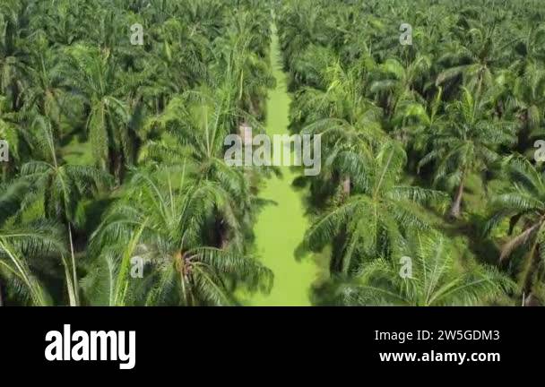 Alga plantation Stock Videos & Footage - HD and 4K Video Clips - Alamy