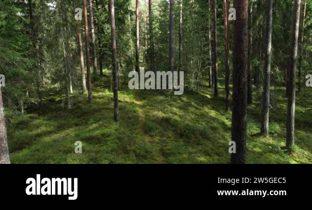 Beautiful northern boreal forest Stock Videos & Footage - HD and 4K Video Clips - Alamy